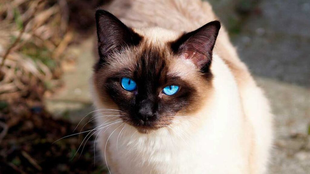 Los 9 gatos más bonitos del mundo - GatosMania.com